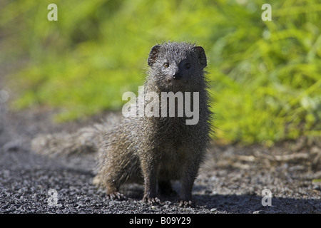 marsh mongoose, water mongoose (Atilax paludinosus), walking Stock ...