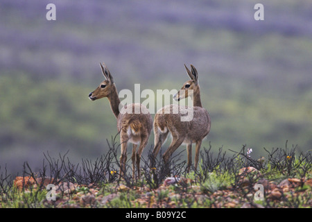 Vaal rhebok, grey rhebok (Pelea capreolus), male, South Africa, De Hoop ...