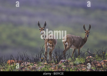 Vaal rhebok, grey rhebok (Pelea capreolus), two females, South Africa ...