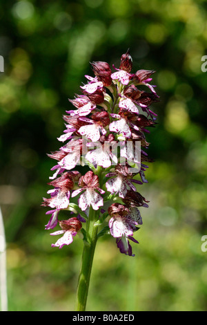 Lady orchid (Orchis purpurea), Orchidaceae. Wild european orchid. rare ...