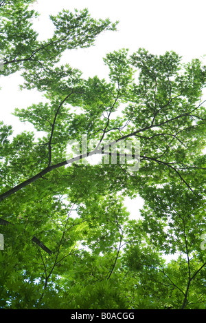 A low angle shot of maple trees with golden leaves Stock Photo - Alamy