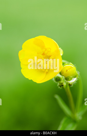 Buttercup flowers growing in a green field during springtime Stock ...