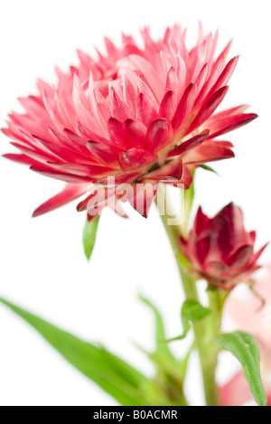 A close up of a pink and White Strawflower - selective focus on the ...