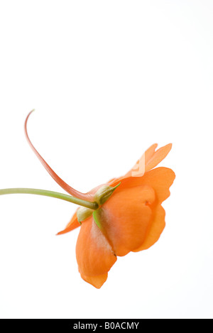 Impatiens flowers. Close up images of Double Impattiens rose are ...