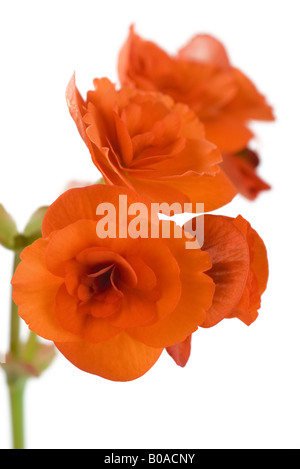 Close-up of vibrant orange begonia flowers blooming in a rustic ...