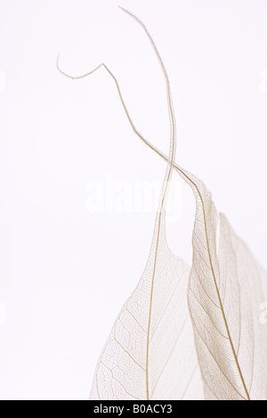 Translucent leaves, close-up Stock Photo - Alamy