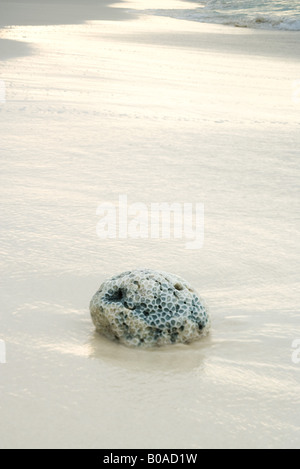 Washed up coral Stock Photo - Alamy