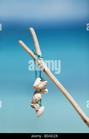 Seashells tied to stick, close-up Stock Photo - Alamy