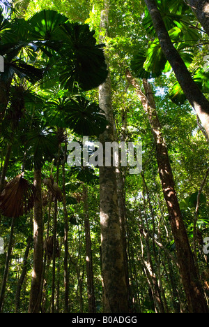 The forest canopy of the Daintree rain forest in northern Queensland ...