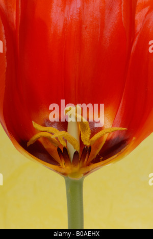 Cross-section of a tulip Stock Photo - Alamy