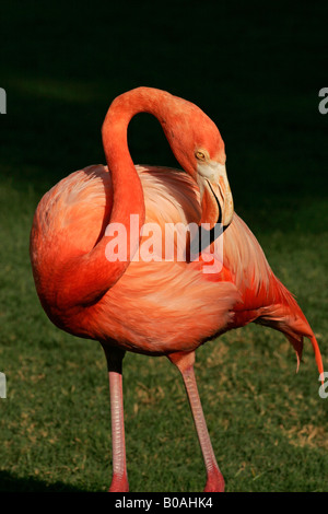 Florida Pink Flamingo Scratching Feathers with Long Neck Stock Photo ...