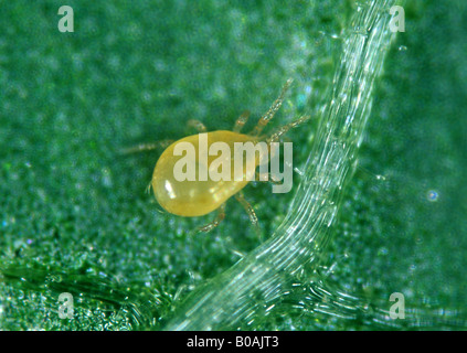 Female predatory mite Typhlodromus pyri on a leaf Stock Photo - Alamy