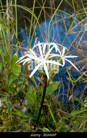A closeup of the Swamp Lily Crinum americanum in the wetlands of the ...