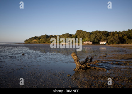 French Bay, Titirangi, Waitakere City, New Zealand, at low tide, early ...