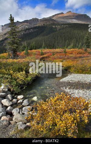A tranquil scene of a shallow river running through a lush forest ...