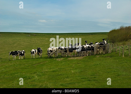 Cows Waiting at the Gate Stock Photo - Alamy