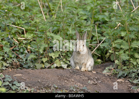 Rabbit youngster outside burrow in snow Stock Photo - Alamy