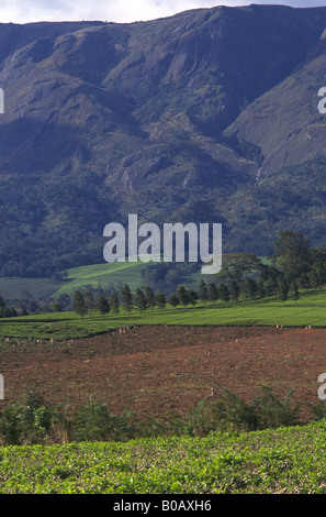 Tea fields, Mulanje mountain Stock Photo - Alamy