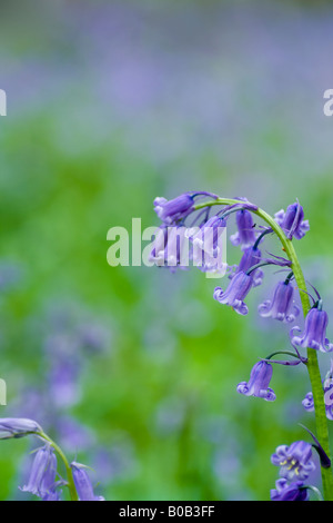 A close-up of a single bluebell, Essex, UK Stock Photo - Alamy