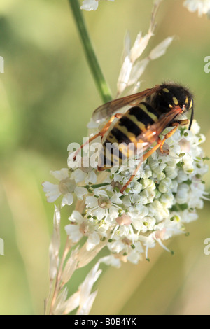 Vespula germanica, German wasp species (Hymenoptera: Vespidae ...
