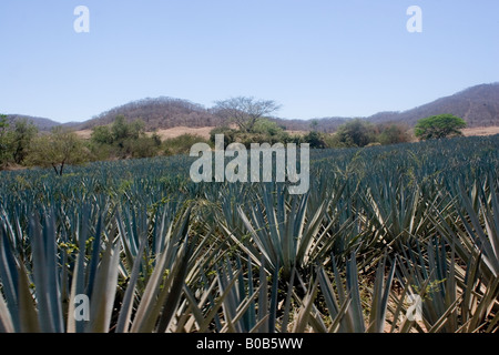 Blue agave plants, Sinaloa, Mexico Stock Photo: 17459059 - Alamy