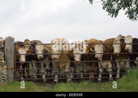 Bull and cows at farm gate Hazleton Gloucestershire The Cotswolds Stock ...