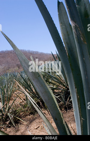 Blue agave plants, Sinaloa, Mexico Stock Photo - Alamy