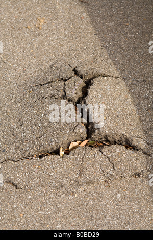 Cracks in the pavement caused by tree roots, UK Stock Photo - Alamy