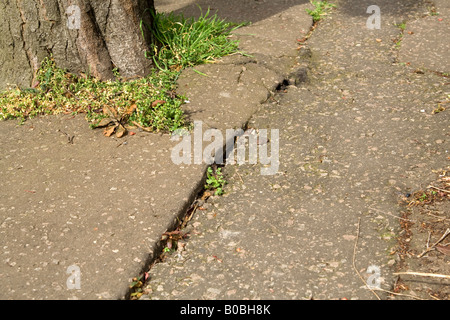 Cracks in the pavement caused by tree roots, UK Stock Photo - Alamy