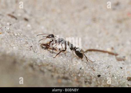 The ant species Formica cinerea Stock Photo - Alamy