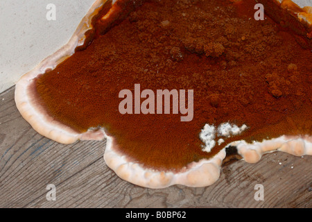 Dry rot fungus (Serpula lacrymans) on a sleeper wall beneath the floor ...