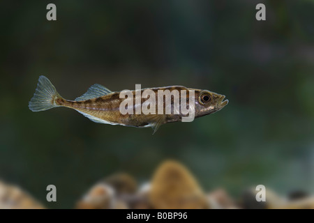 Nine-spine Stickleback Ten-spined Stickleback Pungitius pungitius Stock ...