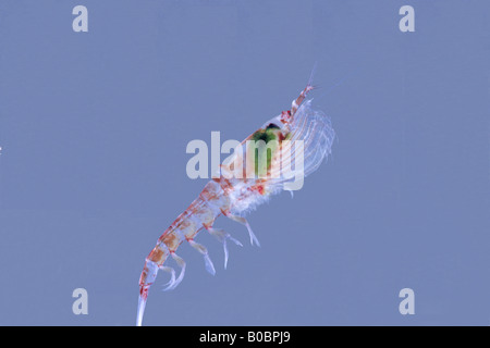 Giant Antarctic Amphipod (Eusirus sp). up to 4 cm long Stock Photo - Alamy