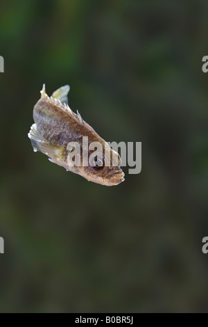 Nine-spine Stickleback Ten-spined Stickleback Pungitius pungitius Stock ...