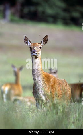 A group of red deer (Cervus elaphus) in a national park represents one ...