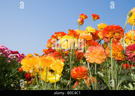 Beautiful multi colored ranunculus wild flowers on a sunny day Stock ...