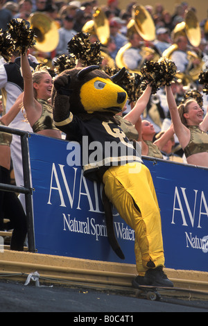 Chips, University of Colorado mascot, Folsom Field, Boulder, Colorado ...