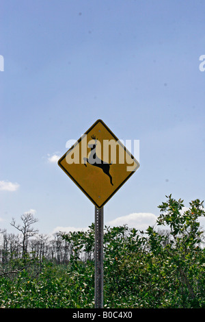 Rare marsh deer Stock Photo - Alamy