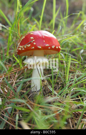 Red & white toad stool on grassy floor in pine forest - low angle view ...