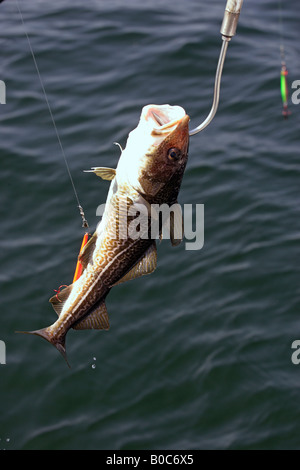 Fish open mouth hang on hook. On hook. Trout caught. Good catch. Fish ...