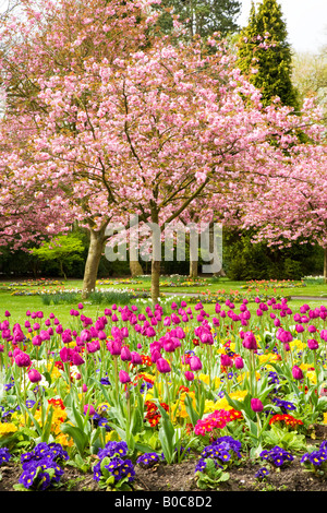 Spring flower beds of tulips and primulas with flowering cherry trees ...
