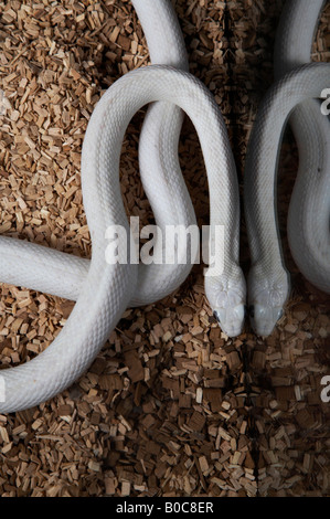 Black Eyed Leucistic Ball Python on a ground Stock Photo - Alamy