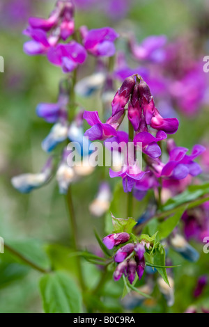 Spring Bitter Vetch, Lathyrus vernus, Fabaceae (Leguminosae ...