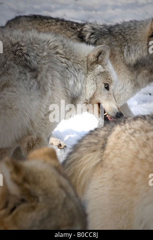 Gray Wolf (Canis lupus) growling at another individual, Norway Stock Photo - Alamy
