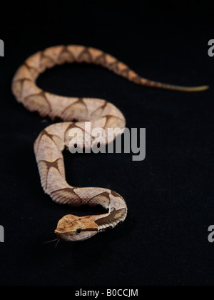 Top view of Sharp Nose Viper Stock Photo - Alamy