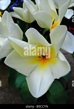 Tulip Albion Star Stock Photo - Alamy