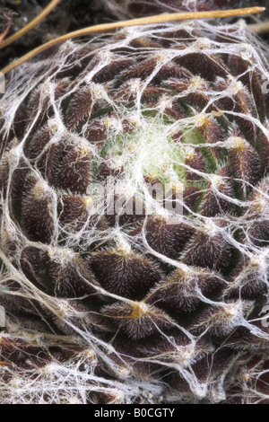 Sempervivum arachnoideum semprevivo piante foglie basali plants ...