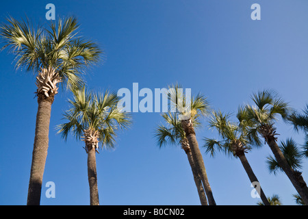 Cabbage palm trees, also known as sabal palms, the state tree of ...