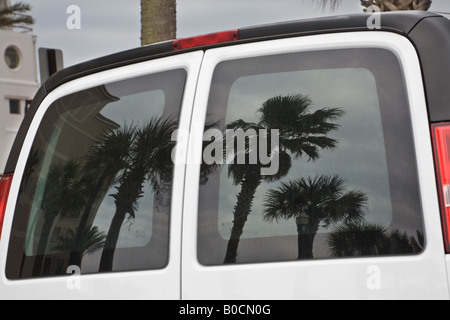 Cabbage palm trees, also known as sabal palms, the state tree of ...