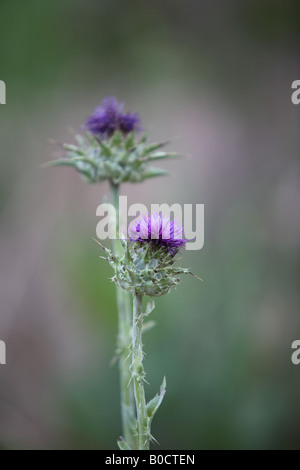 Purple flower of spiny plumeless thistle (Carduus acanthoides Stock ...
